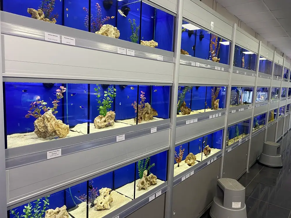 Day In The Life Of Aquarium Shop Owner - Charlie Ingham - OwlGuru.com ...
