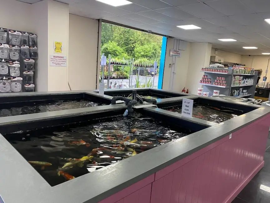 Day In The Life Of Aquarium Shop Owner - Charlie Ingham - OwlGuru.com ...