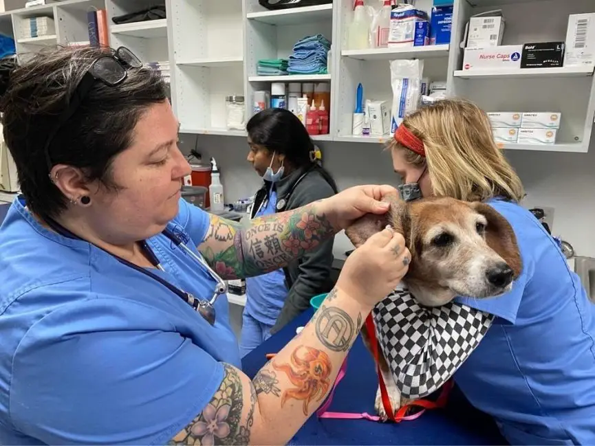Day In The Life Of Licensed Veterinary Technician - Natalie Burton, LVT ...